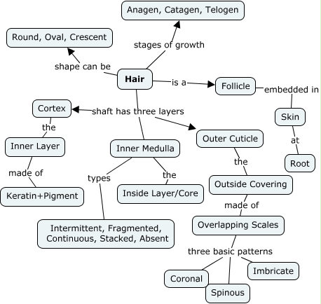 Hair Structure Concept Map - What is the structure of hair?